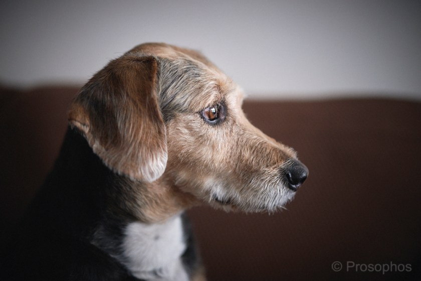 Baxter, Oil on Canvas. – Prosophos
